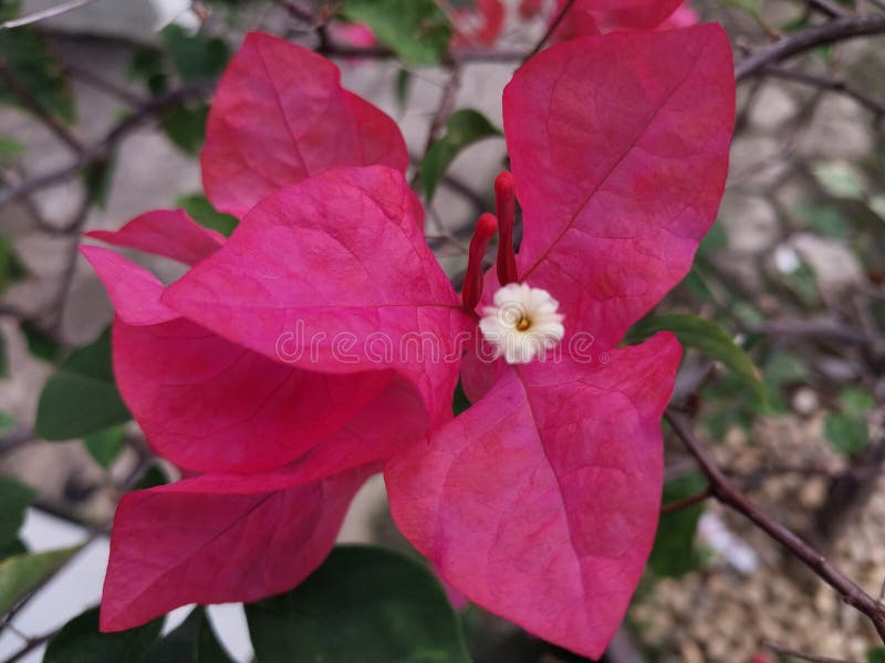 Red Paper Flowers Growing in the Yard Stock Image - Image of green ...
