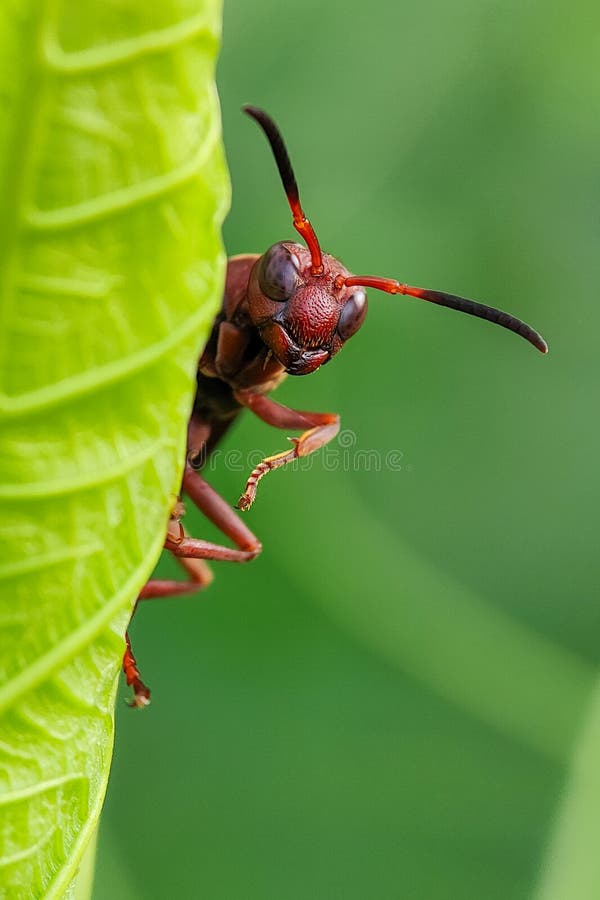 Red Paper Wasp Peeking Under Leaf Stock Image - Image of parasitoid ...