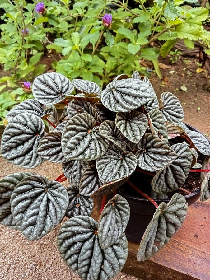 Red Paperomia Caperata Ornamental Plant Stock Photo - Image of ...