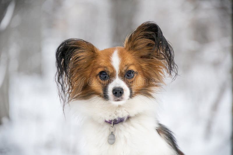 Red Papillon Dog Portrait Against the Backdrop of a Winter Forest Stock ...