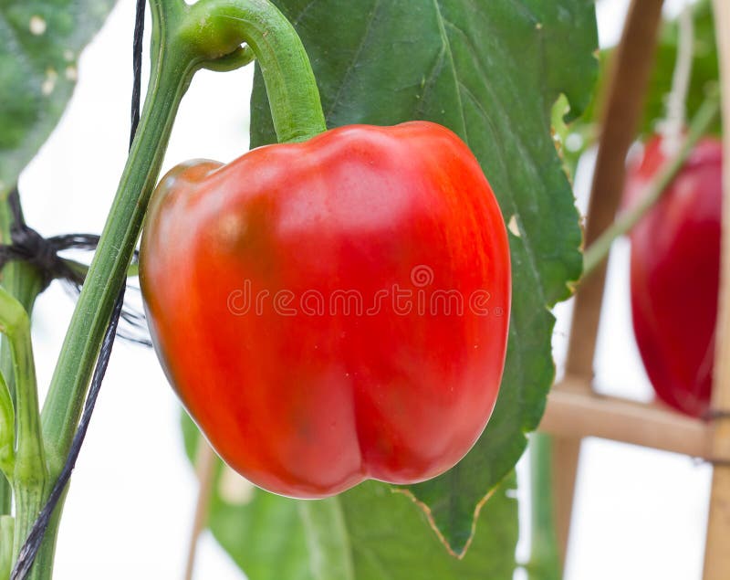Red paprika stock photo. Image of food, vegetable, paprika - 24229364