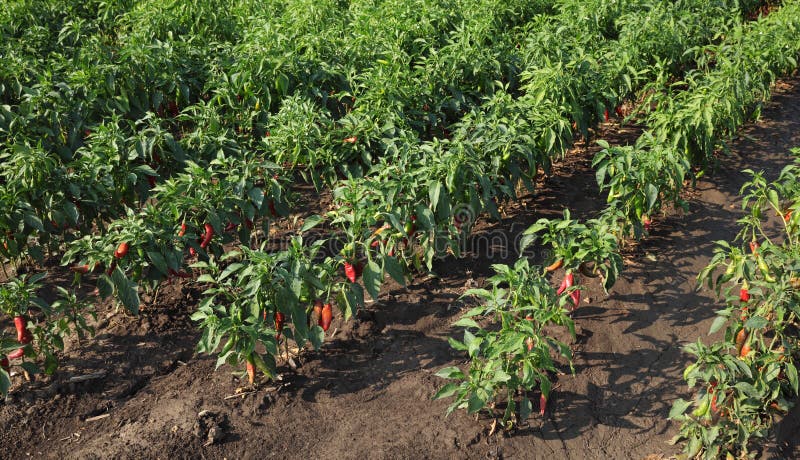 Red Paprika Plants in Field Stock Photo - Image of cultivated, leaf ...