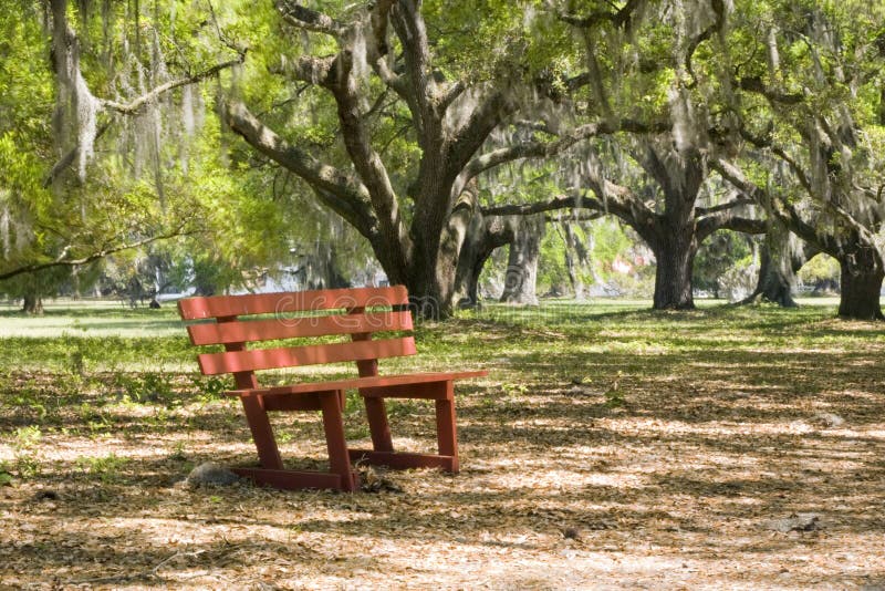 Red Park Bench in Live Oak Trees Stock Photo - Image of spring, plant ...
