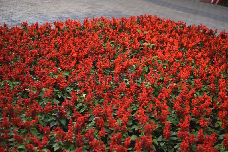 Red Park Flowers in the City Square. Large Salvia Flowers Stock Image ...