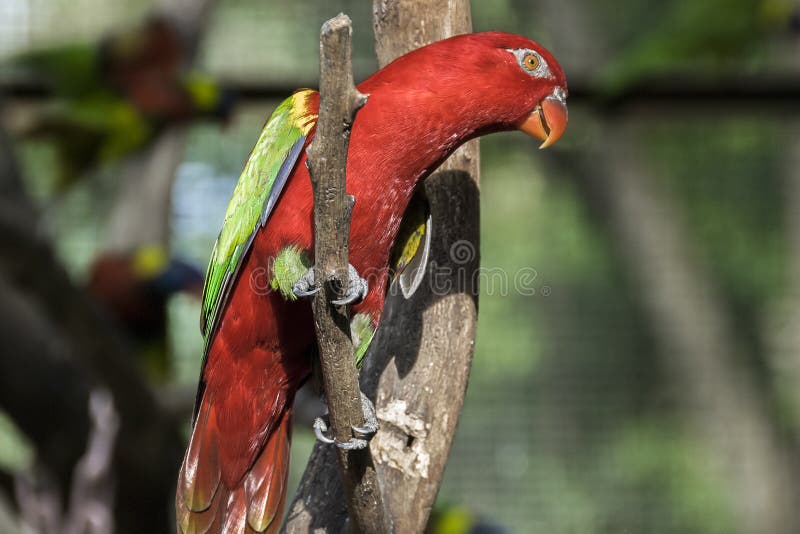 Red Parot stock image. Image of plumage, birds, talking - 68135095