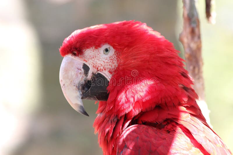 Red Parot , Bird, the Ara Chloroptera & X28;Ara Chloropterus& X29 ...