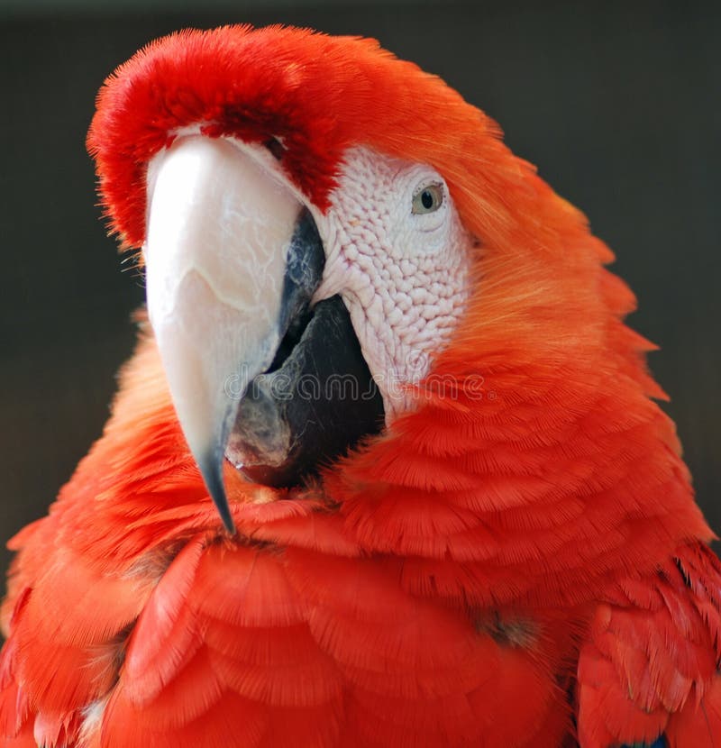 Red Parrot stock image. Image of plumage, parrot, colors - 10819793