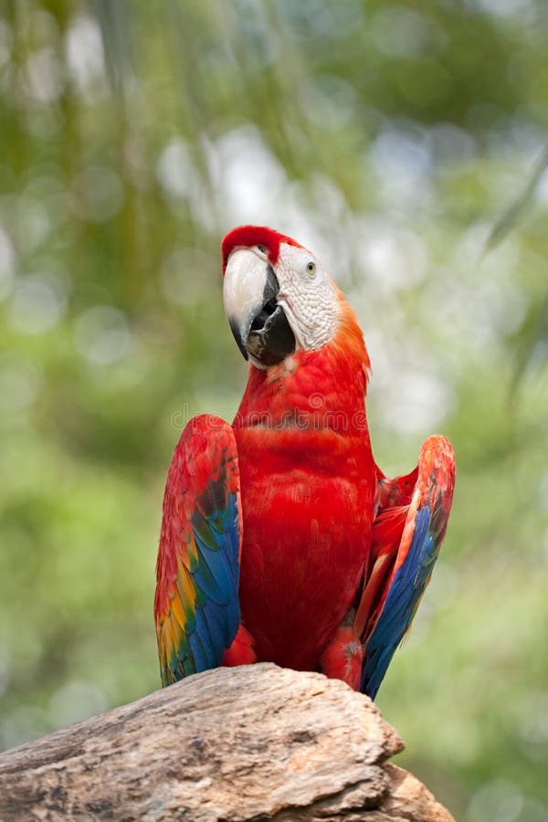 Red parrot stock photo. Image of nature, blue, bird, trunk - 10855210