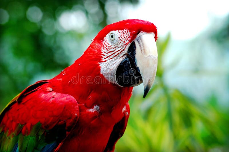Red Parrot stock photo. Image of malaysia, beak, tree, nature - 117736