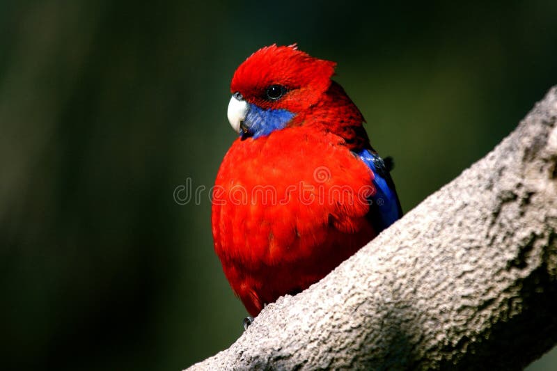 Red Parrot stock photo. Image of rosella, color, cage - 12222640