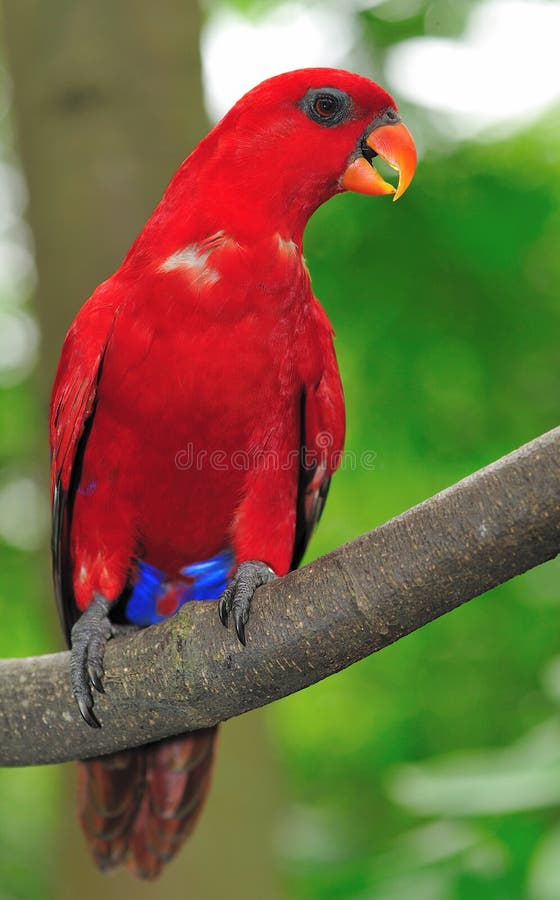 Red parrot stock image. Image of tourism, birds, feathers - 13306607