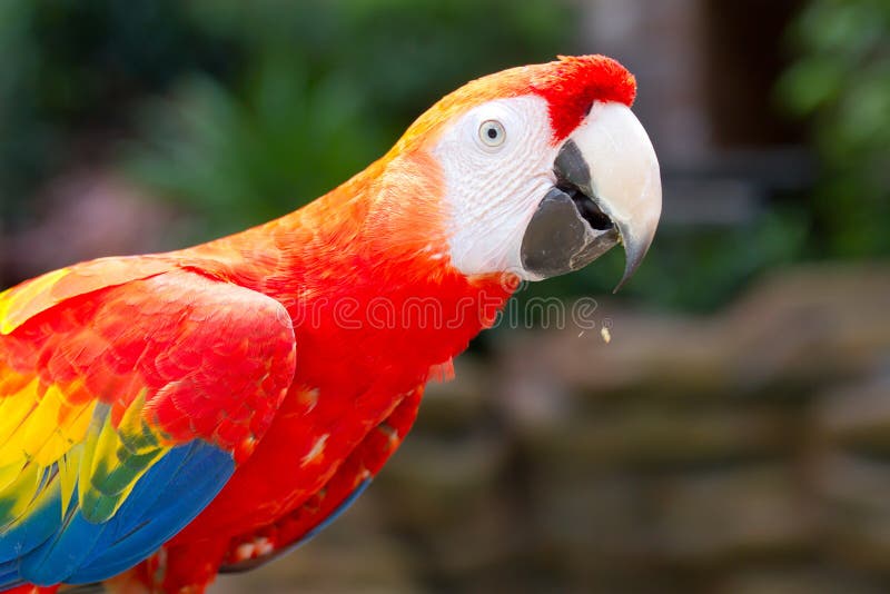 Red Parrot stock image. Image of blue, green, seize, stand - 15130157