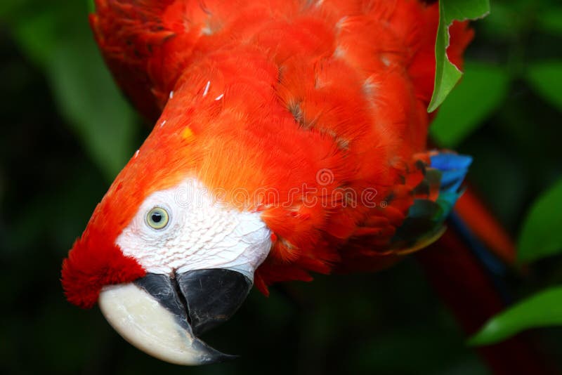 Red Parrot stock photo. Image of wild, birds, animal - 17179426