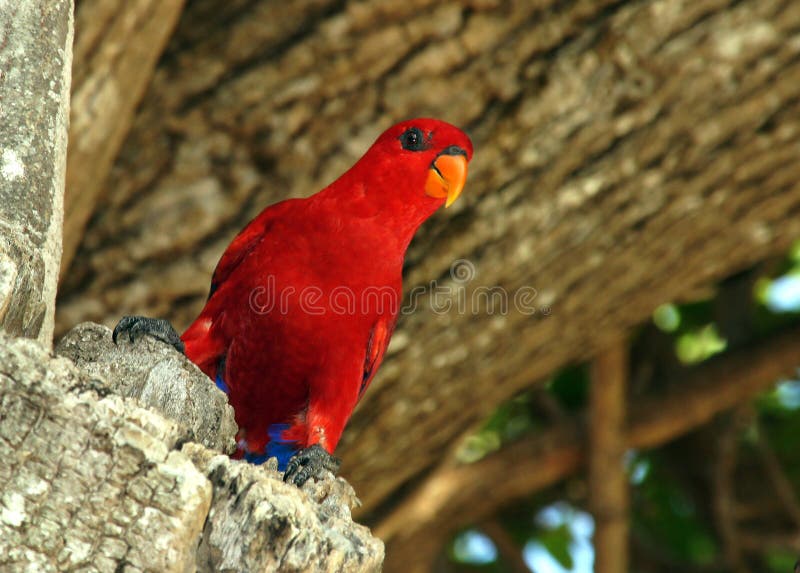 Red parrot stock image. Image of beautifully, branch - 18066311