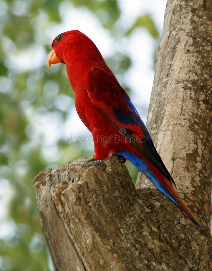 Red parrot stock image. Image of tree, parrot, fauna - 18066447