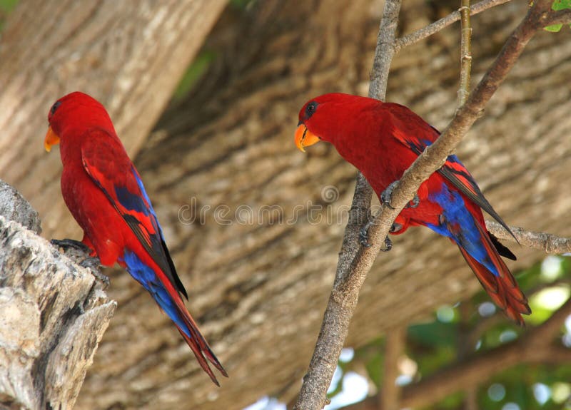 Red parrot stock photo. Image of branch, perico, fauna - 18066536