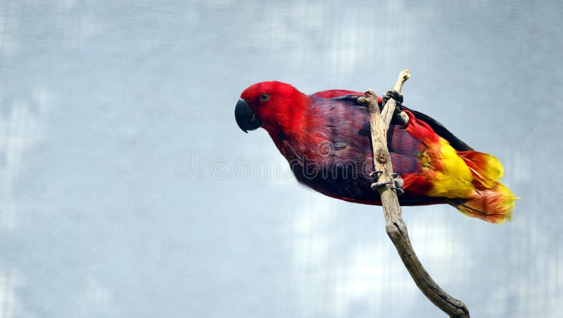 Red Parrot stock image. Image of background, beautiful - 25525433