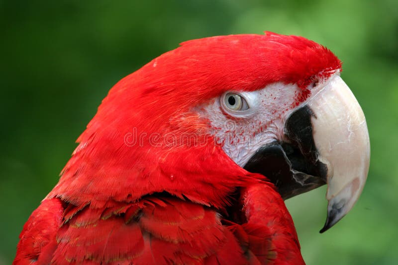 Red Parrot stock image. Image of closeup, stare, bird, watching - 257411