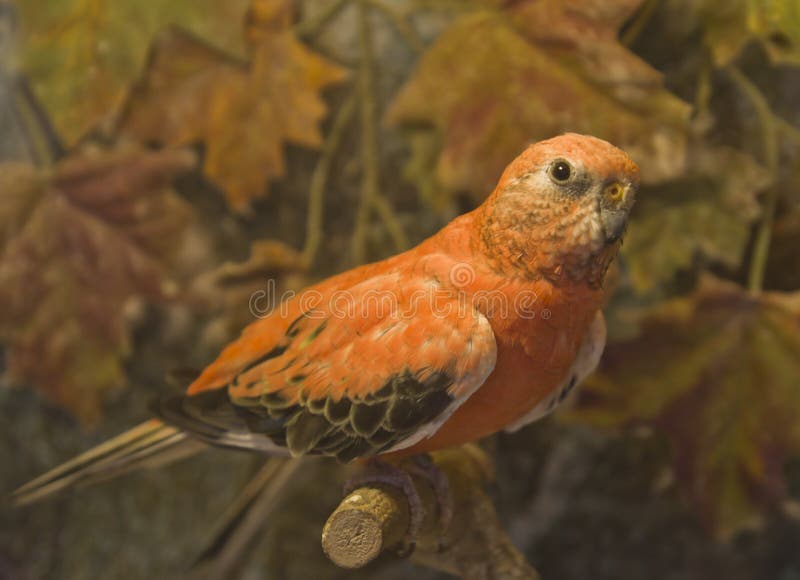 A red parrot stock image. Image of wildlife, type, orange - 25763191