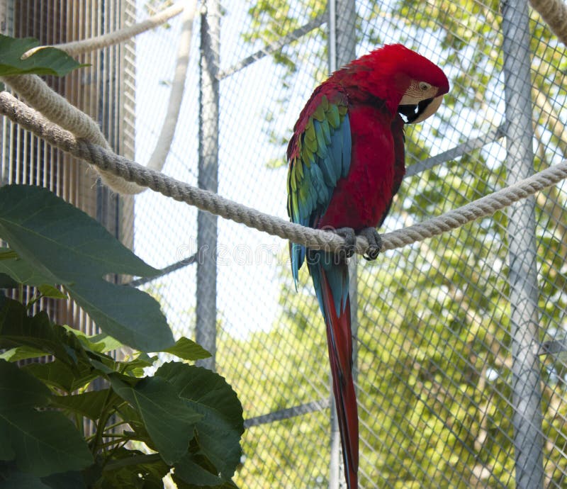 Red parrot stock photo. Image of tropics, jungle, birds - 28486314