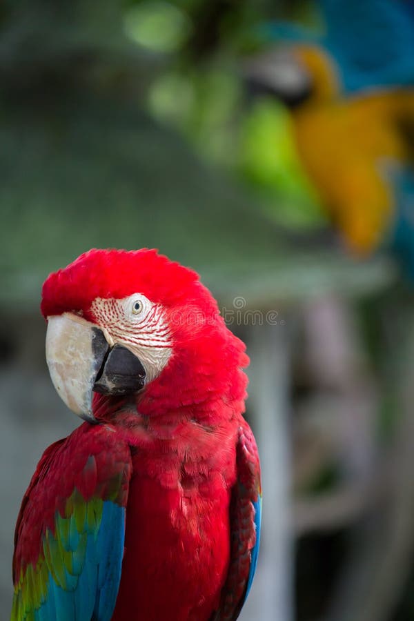 Red Parrot stock image. Image of parrot, nature, color - 29235553