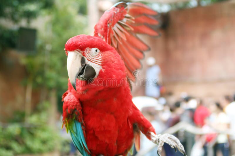 Red Parrot. Picture Image: 86218611