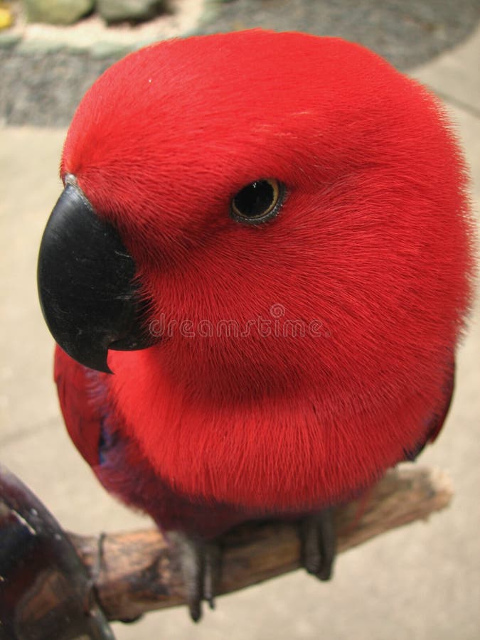 Red Parrot. Picture Image: 86218611
