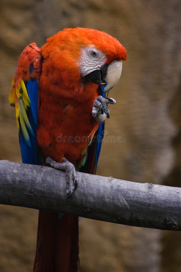 Red Parrot stock image. Image of exotic, bird, coloured - 7424325