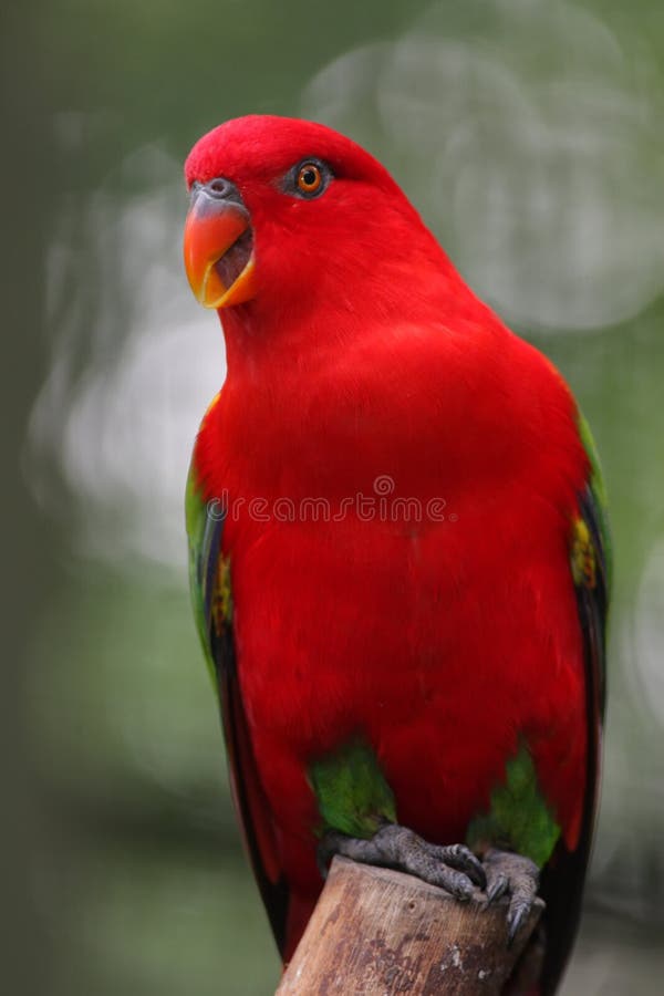 The Red Parrot stock image. Image of gardens, cuisine - 8545927