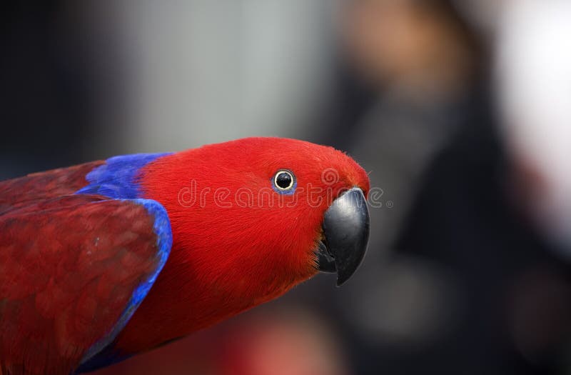 Red parrot stock photo. Image of wing, color, colour, maccaw - 9163734