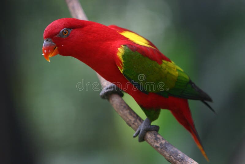 The Red Parrot stock image. Image of forest, malaysia - 9496353