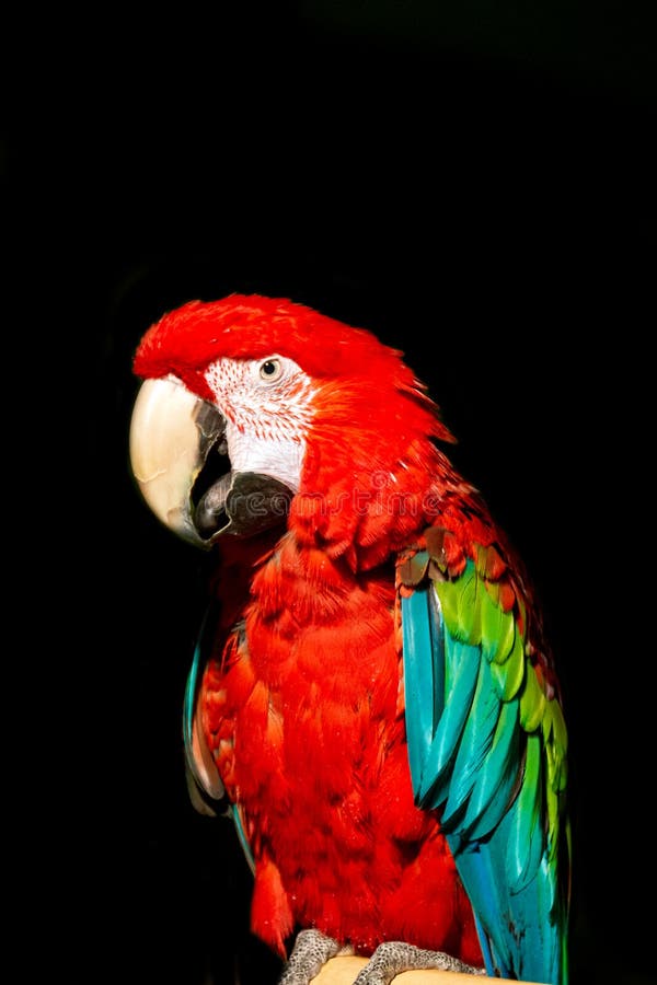Red Parrot, Arini Isolated on Black Stock Image - Image of wildlife ...