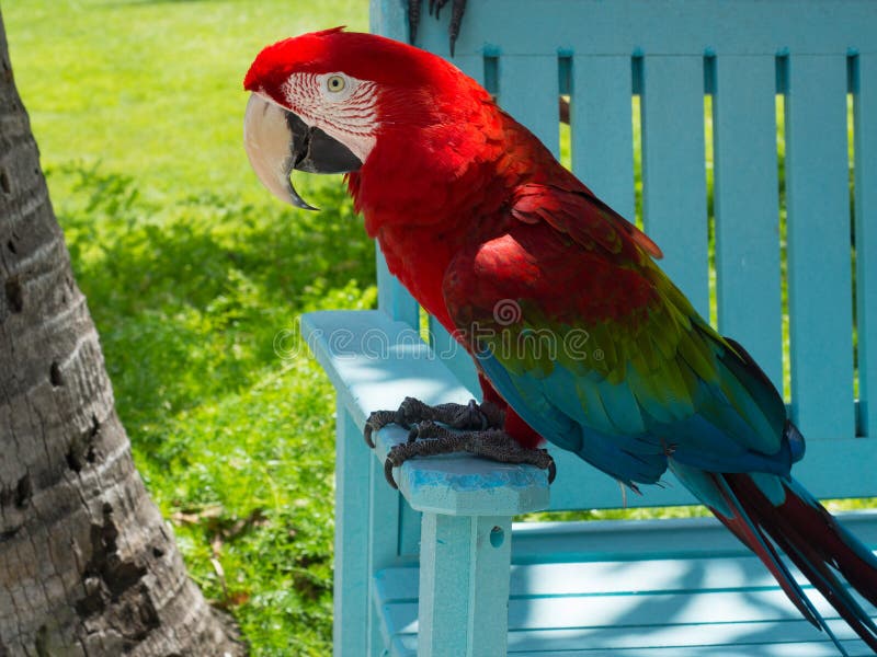 Red Parrot in Aruba stock image. Image of parrots, color - 137169277