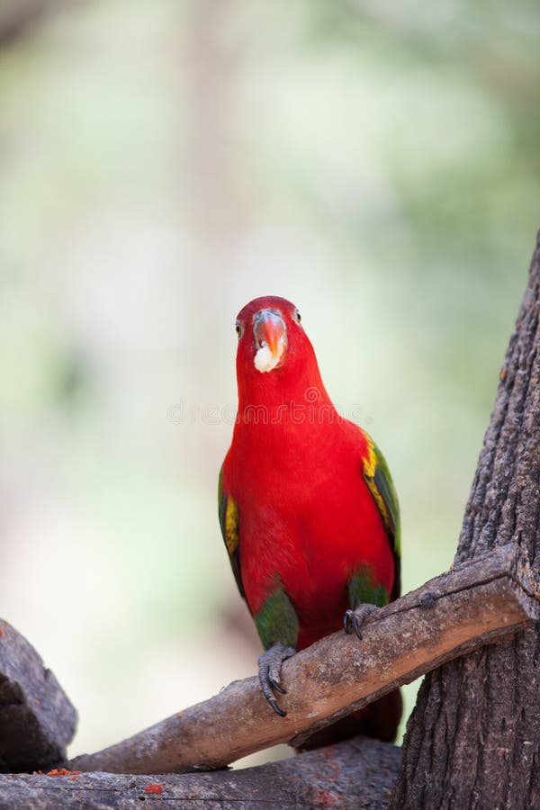 Red parrot stock image. Image of mccaw, nature, feather - 39697181