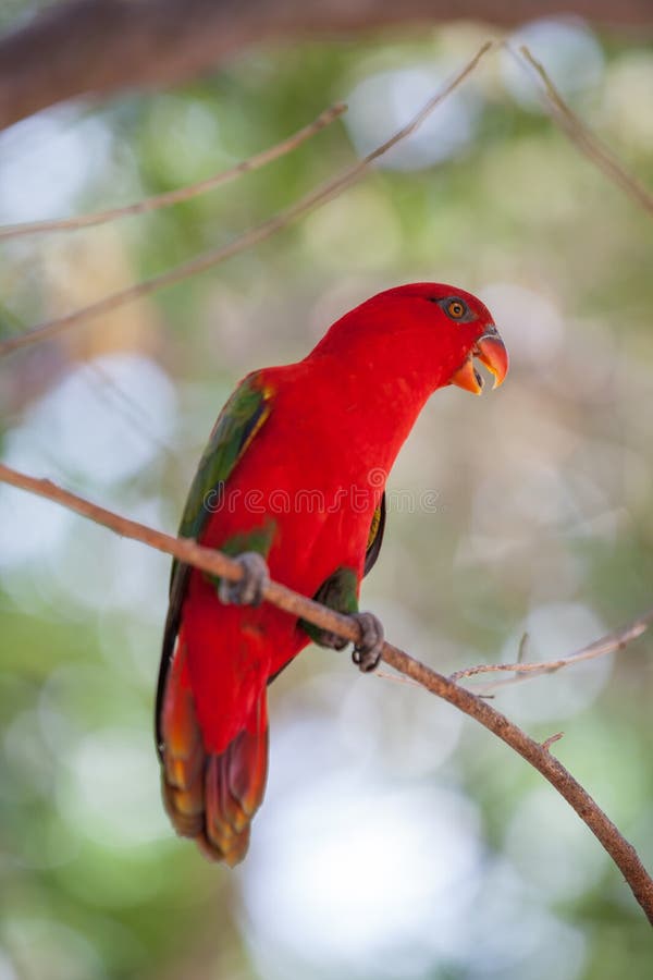 Red parrot stock photo. Image of colorful, agapornis - 39697442