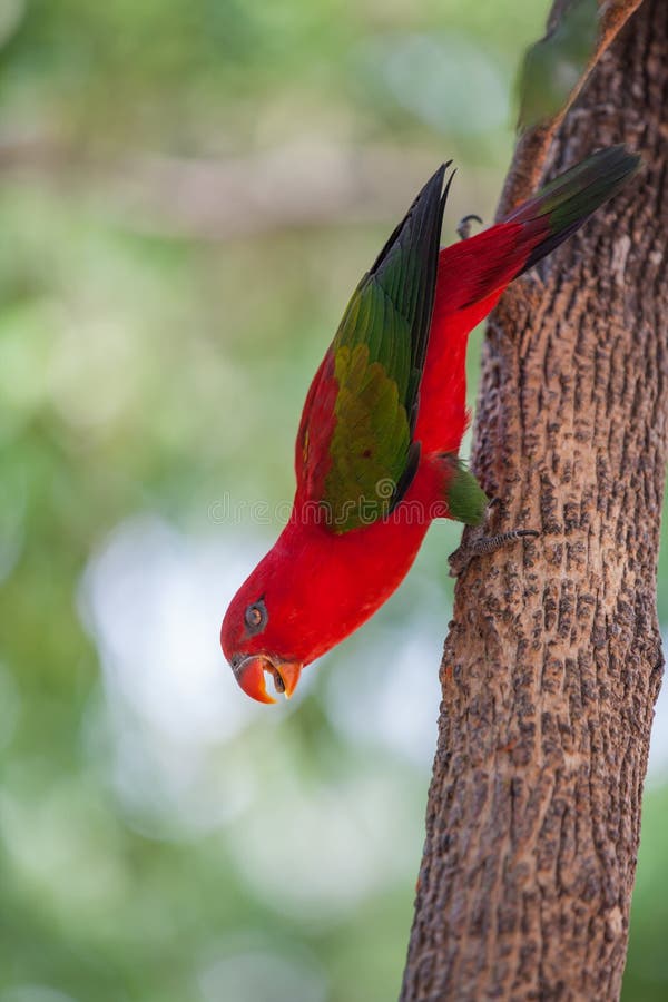 Red parrot stock image. Image of mccaw, feather, bright - 39759165