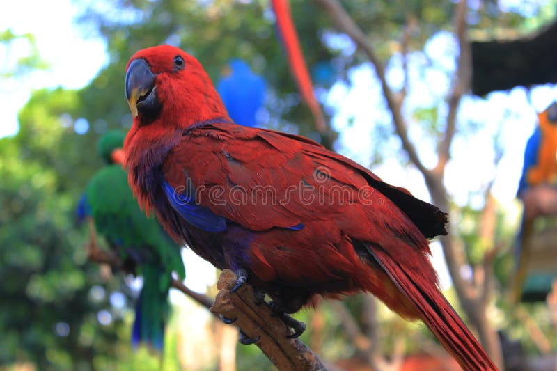 Red Parrot stock image. Image of backgound, parrot, beautiful - 98666099