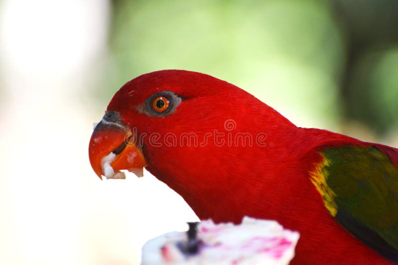 Red parrot stock photo. Image of colorful, bird, bright - 48251150