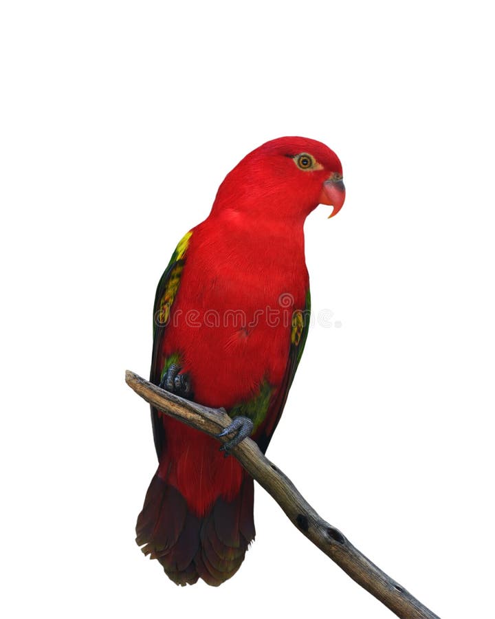 Red parrot stock image. Image of tropical, branch, vibrant - 56137321