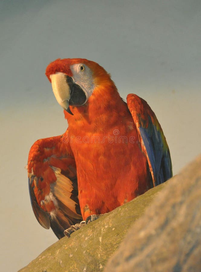 Red parrot stock photo. Image of color, feathers, parrots - 53904826