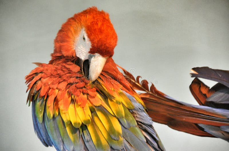 Red parrot stock photo. Image of flyer, flier, fowl, animal - 53904902