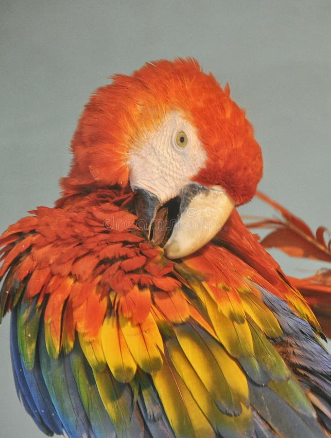 Red parrot stock photo. Image of portrait, bird, flyer - 53904820