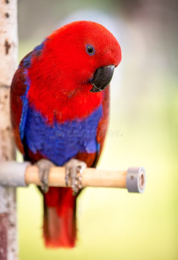 Red parrot bird stock photo. Image of feather, couple - 93302650