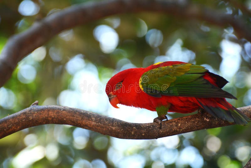 Red parrot stock photo. Image of colorful, bird, bright - 48251150