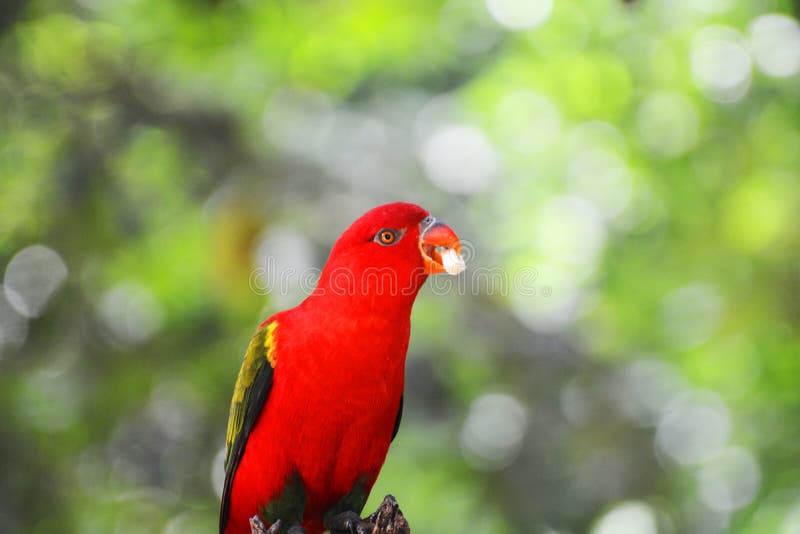 Red parrot bird stock image. Image of bright, agapornis - 48251423