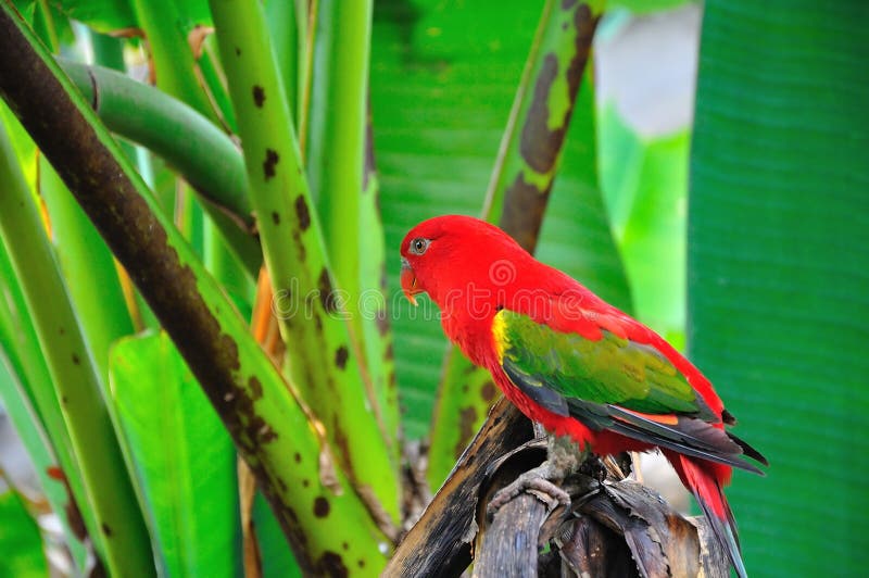 Red parrot bird stock image. Image of bird, roost, grab - 29748487