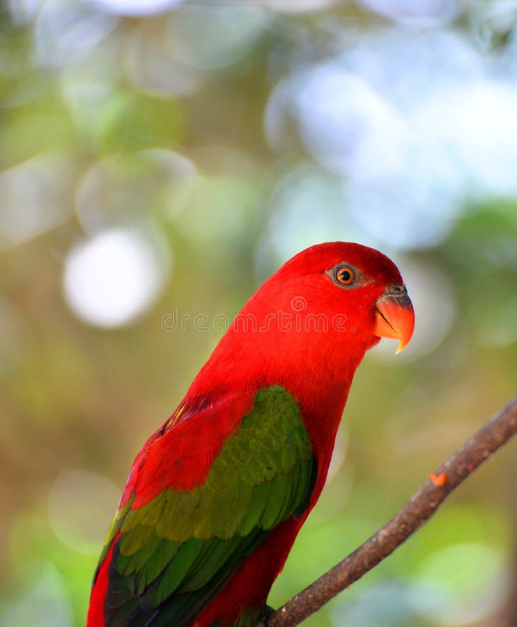 Red Parrot bird stock photo. Image of nature, colourful - 61786886