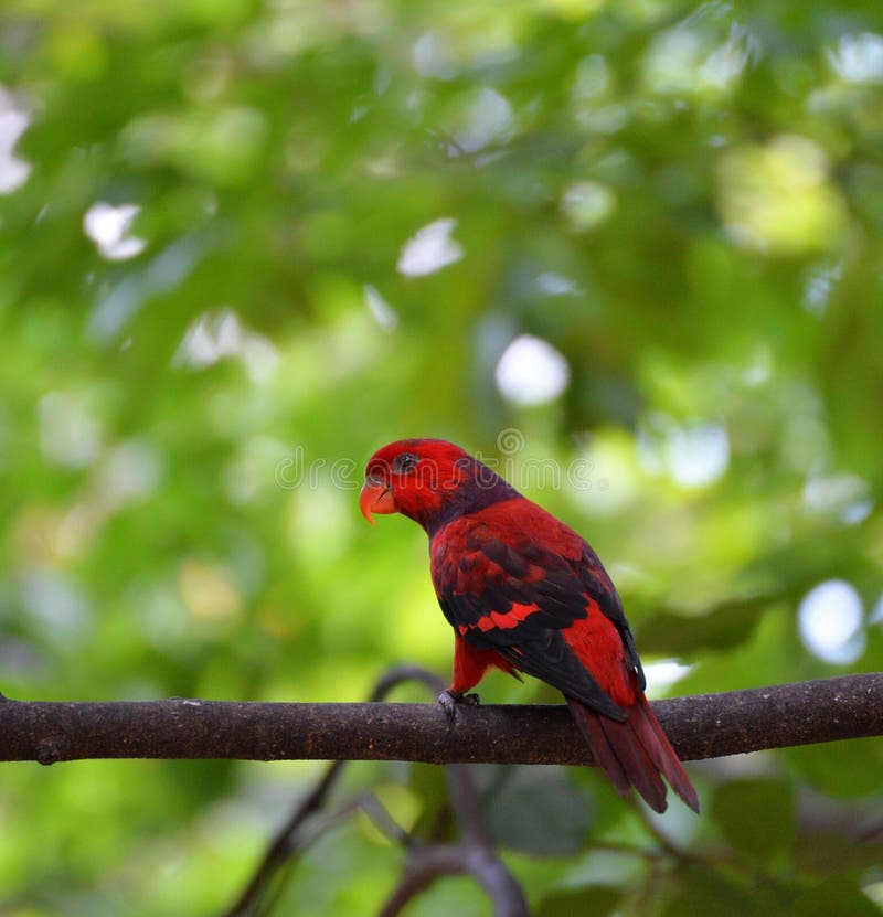Red Parrot bird stock photo. Image of green, agapornis - 61786918