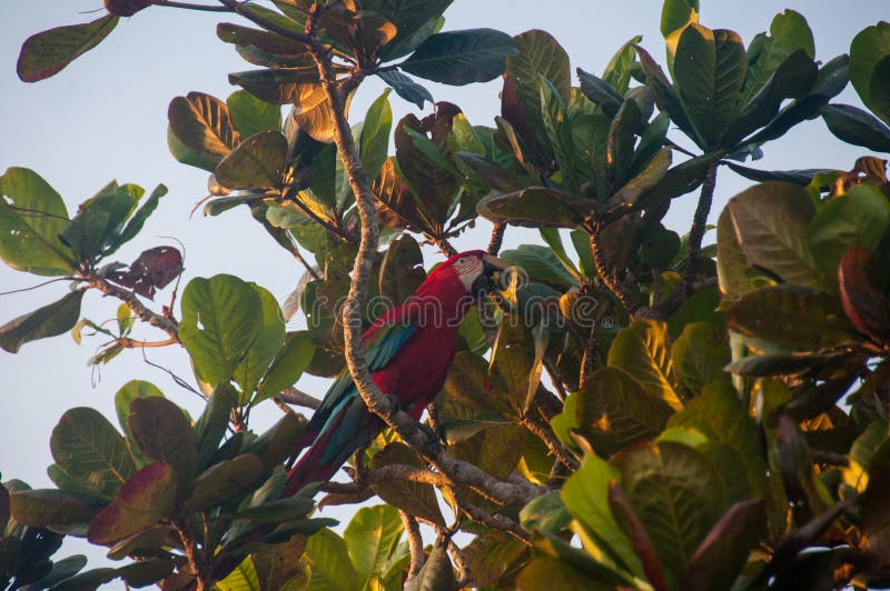 Red Parrot Bird in the Pantanal, Brazil Stock Photo - Image of ...
