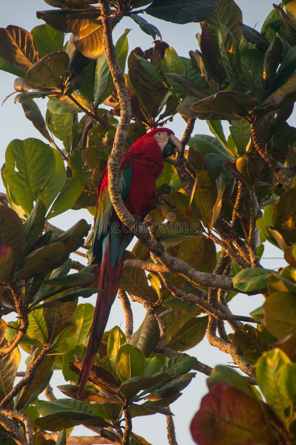 Red Parrot Bird in the Pantanal, Brazil Stock Image - Image of ...